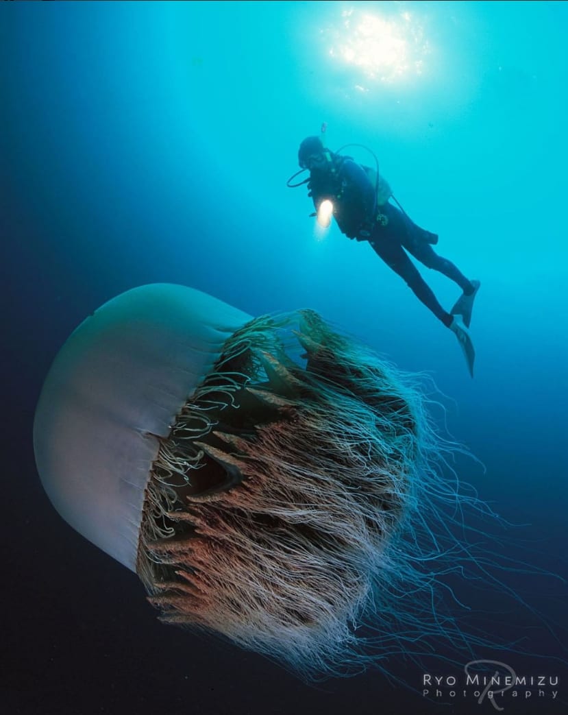biggest jellyfish