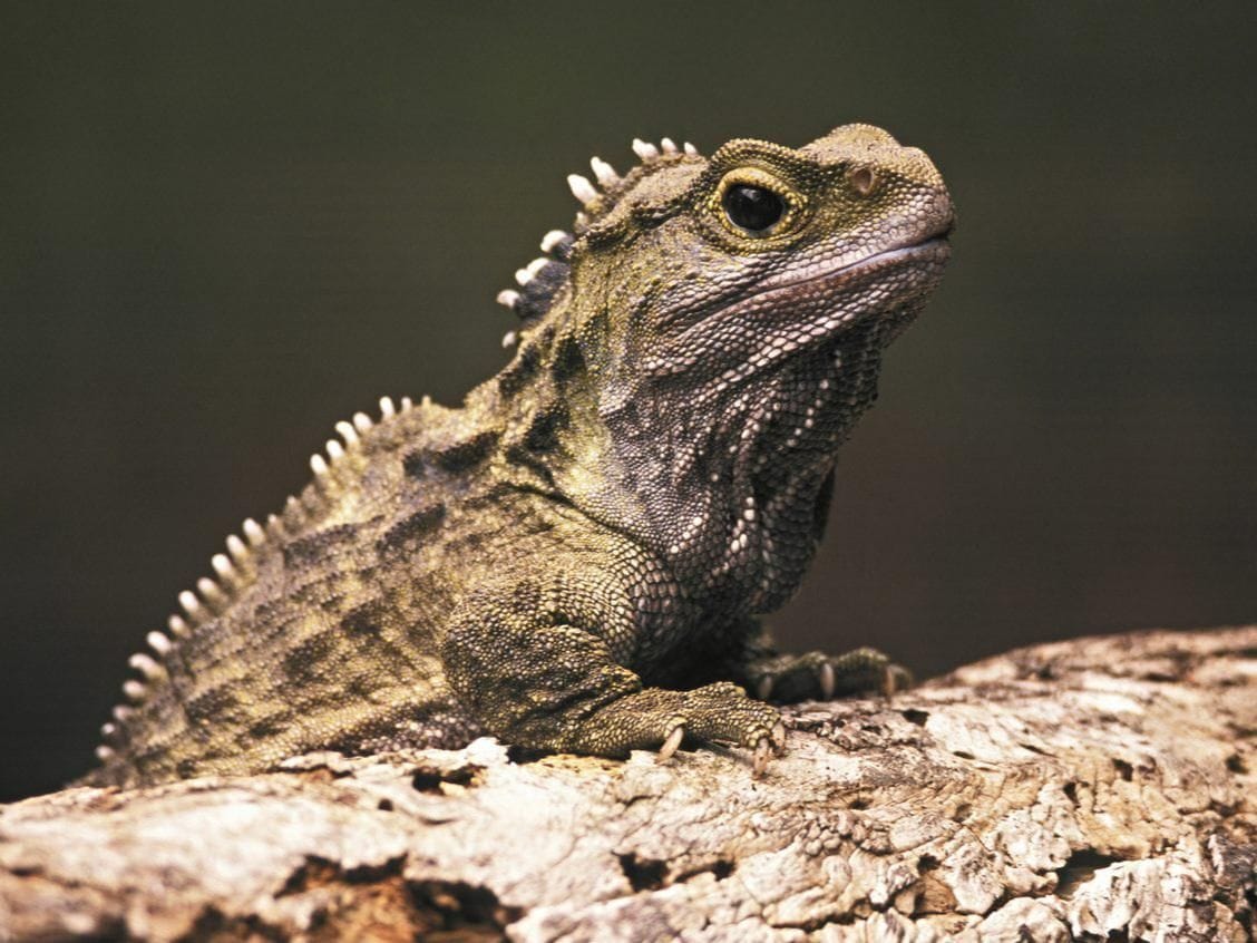 The Tuatara, despite how it looks, is not a lizard. It is the only ...