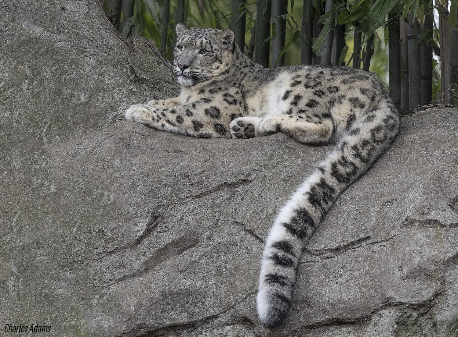 Snow Leopard See My Tail