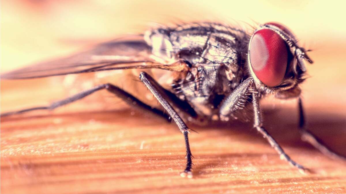 How to Catch a Fly in Your Hand