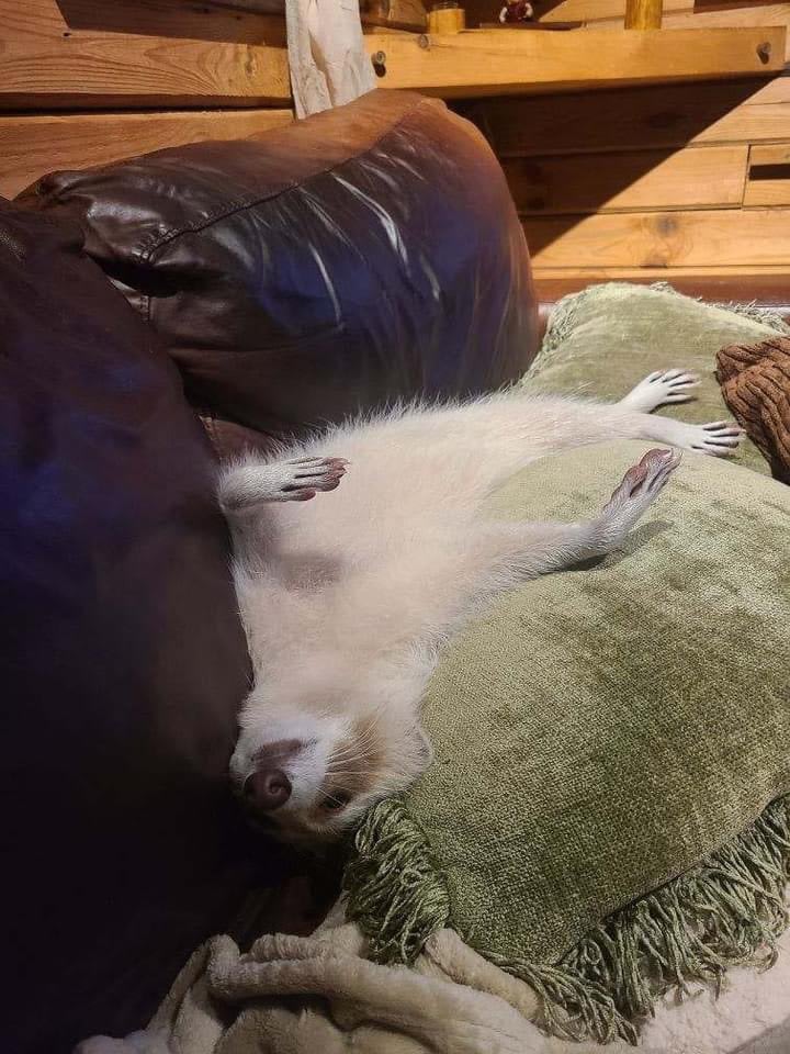 Raccoons Hourly on Twitter