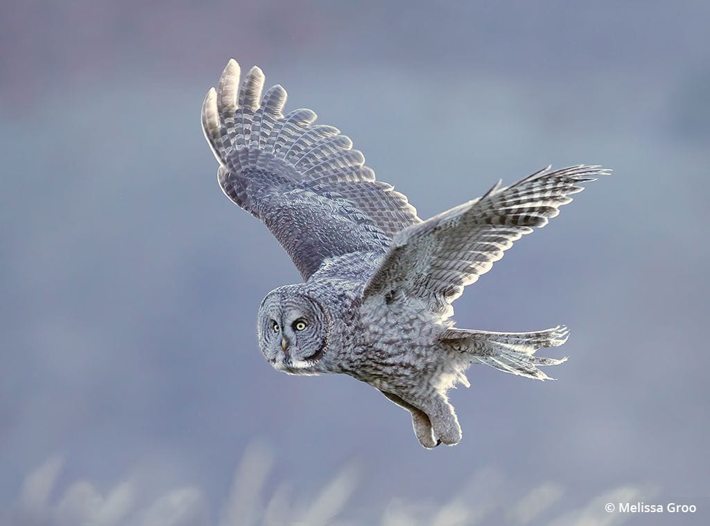 Expert wildlife photographer Melissa Groo shares tips for photographing ...
