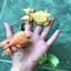 These fascinating imposters are leaf insects. They hide from predators ...