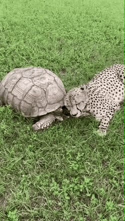 Cheetah and tortoise are friends.