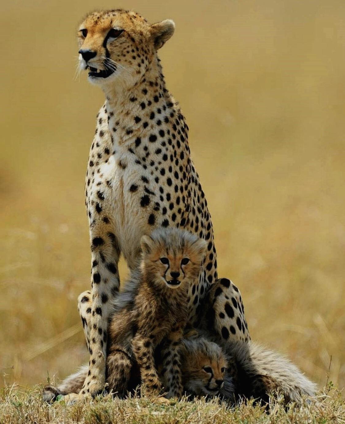 Cheetah Family