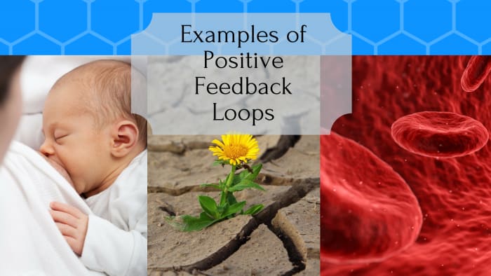 Positive Feedback Loop Examples