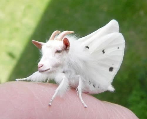 Mix · Amazing Rare Albino Animals 40+ – New Cute Albino Animals Species ...