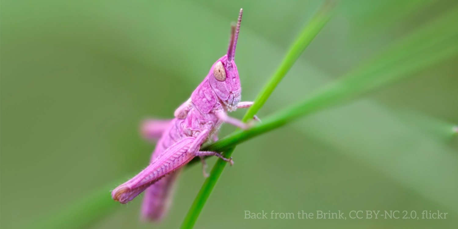 Have you ever seen a pink grasshopper? A genetic mutation called ...