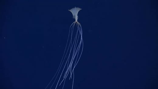 Magnapinna Squid - New footage from Nov 2021; NOAA. Aliens in our own ...