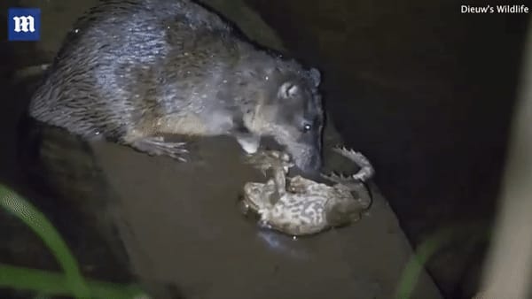 A rakali, a rodent native to Australia, catching and eating a poisonous ...