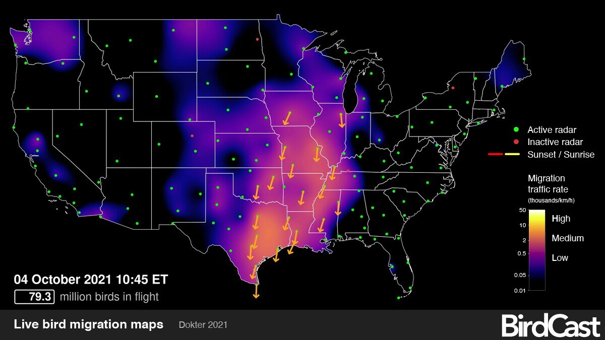 Live bird migration maps