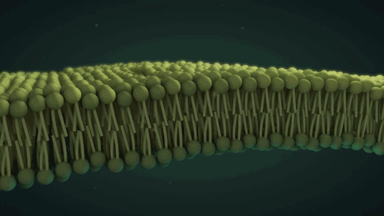The movement of molecules that form the cell membrane (the boundary ...
