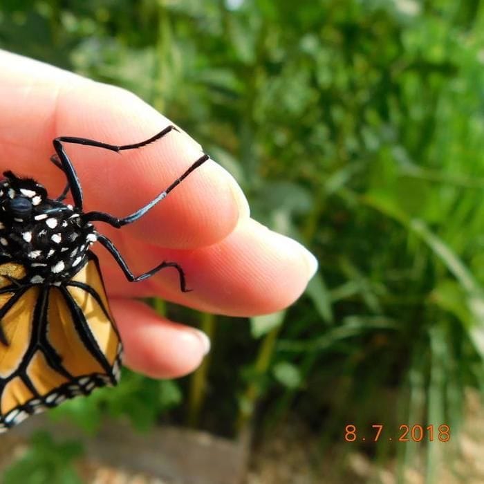 Caterpillar And Butterfly Theme For Preschool