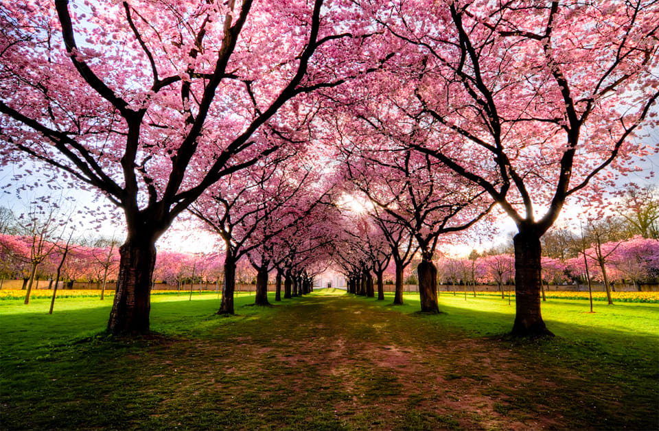 World’s Most Beautiful Trees Photography PART 2
